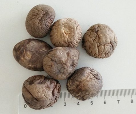 Factory Price Brown Dried Shiitake Mushroom Whole 1KG with Cap 3-4 CM