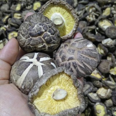 All Types of Dried Shiitake Mushroom Whole 3-4CM & 4-5CM Cap in Bulk