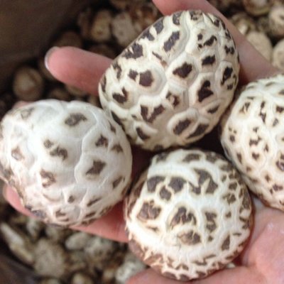 All Types of Dried Shiitake Mushroom Whole 3-4CM & 4-5CM Cap in Bulk