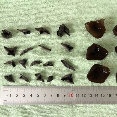Factory Price Smaller  Dried Black Fungus Mushroom within 2CM