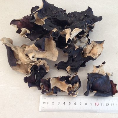 Factory Price Non-Washed Dried White Back Black Fungus Mushroom  in Bulk