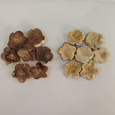 Factory Price Brown Dried Shiitake Mushroom in Plum Blossom Shape
