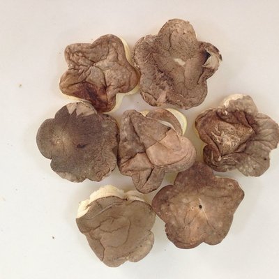 Factory Price Brown Dried Shiitake Mushroom in Plum Blossom Shape
