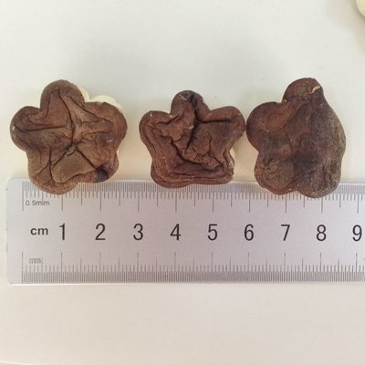 Factory Price Brown Dried Shiitake Mushroom in Plum Blossom Shape