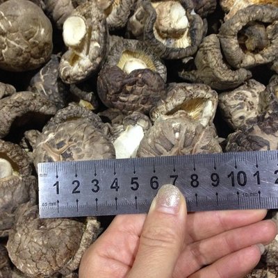 Factory Price Premium  Bulk Dried Tea Flower Mushroom Shiitake Whole with Cap 4-6CM