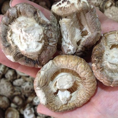 Factory Price Premium Bulk White Dried Flower Mushroom Shiitake Whole with Cap 3-4CM