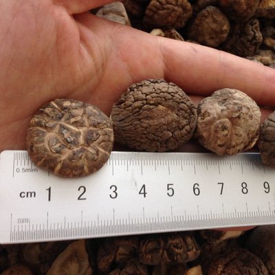 Factory Price Premium Bulk Dried Brown Smooth Shiitake Mushroom Whole with Cap 2-3CM