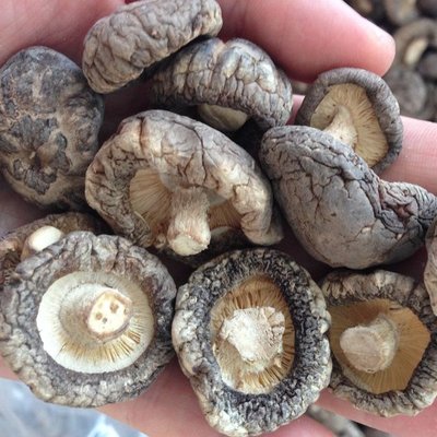 Factory Price Premium Bulk Dried Brown Smooth Shiitake Mushroom Whole with Cap 2-3CM