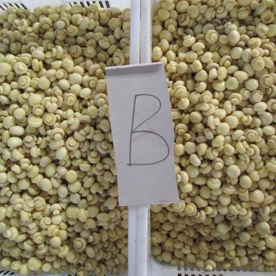 Factory Price Premium Bulk Brined Whole Mushroom in Drum