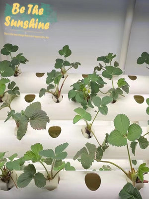 Greenhouse Farming Home Hydroponic Growing System Kits PVC 12 Pipes  3 Layers 108 Holes NFT Vertical Planter