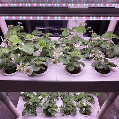 4 Layers 56 Holes Vertical Complete Commercial Hydroponics Growing system home with LED Light