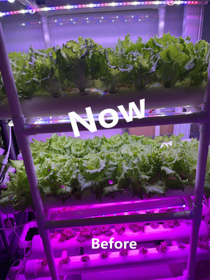 Hydroponic Grow Kit with 108 Holes 3 Layer  12 Pipe and Led Light for Home Garden Greenhouse Plant Vegetables