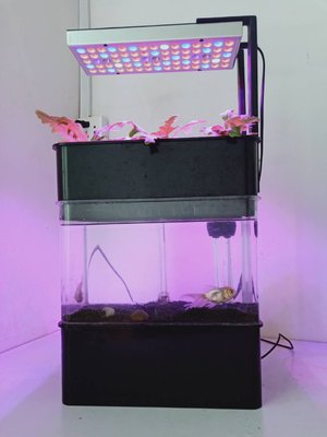 Indoor Commercial complete Mini Hydroponics Aquaponics planting Systems with Led Growing Light