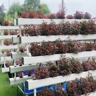 2M length Commercial A Types Vertical NFT Hydroponic Growing System Equipment for Vegetables and Fruits