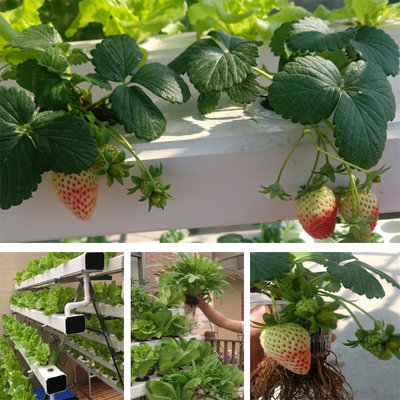 2M length Commercial A Types Vertical NFT Hydroponic Growing System Equipment for Vegetables and Fruits