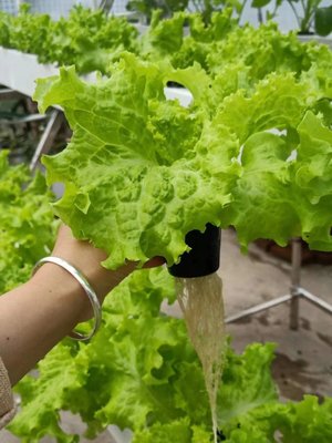 2M length Commercial A Types Vertical NFT Hydroponic Growing System Equipment for Vegetables and Fruits