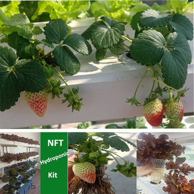 Customizable Complete Multi- Layer NFT Square Channel Vertical Hydroponic Growing System Kits to Grow Strawberry Lettuce