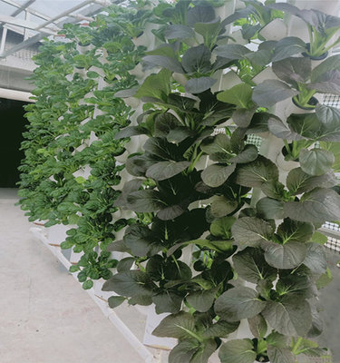 Customizable Vertical Hydroponic Growing System Single Aeroponic Tower Pipe 3M Length for Greenhouse