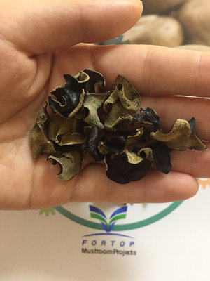 Factory Price Thin Dried White Back Black Wood Ear Fungus Mushroom Cubes (Dices) A Grade