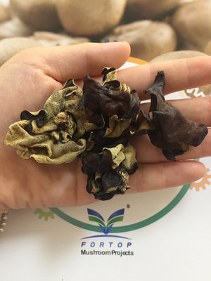Factory Price Thin Dried White Back Black Fungus Whole (3-5CM)