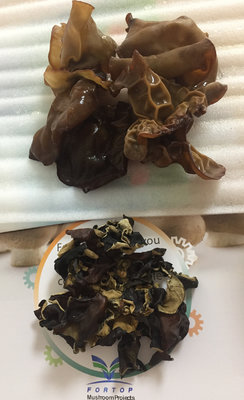 Factory Price Thin Dried White Back Black Fungus Whole (3-5CM)