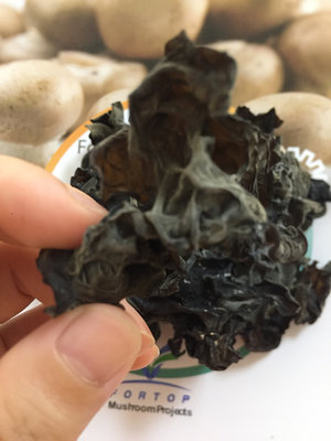 Factory Price Thin Dried Black Fungus Mushroom Whole 2.5CM above from Northeast