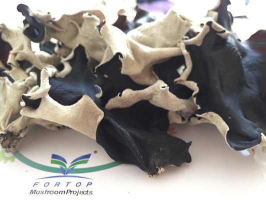 Factory Price Premium Thick Dried White Back Black Fungus Mushroom Whole 5CM above