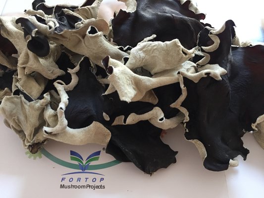 Factory Price Premium Thick Dried White Back Black Fungus Mushroom Whole 5CM above