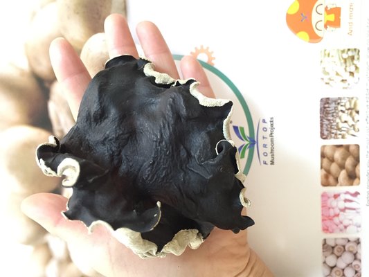Factory Price Premium Thick Dried White Back Black Fungus Mushroom Whole 5CM above