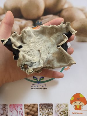 Factory Price Premium Thick Dried White Back Black Fungus Mushroom Whole 5CM above