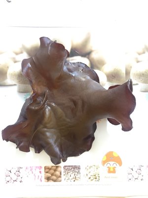 Factory Price Premium Thick Dried White Back Black Fungus Mushroom Whole 5CM above