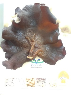 Factory Price Premium Thick Dried White Back Black Fungus Mushroom Whole 5CM above