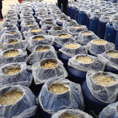 Factory Price Premium Fresh Drum Mushroom Slice in Brine (30%Slices,3.5-5.0CM)