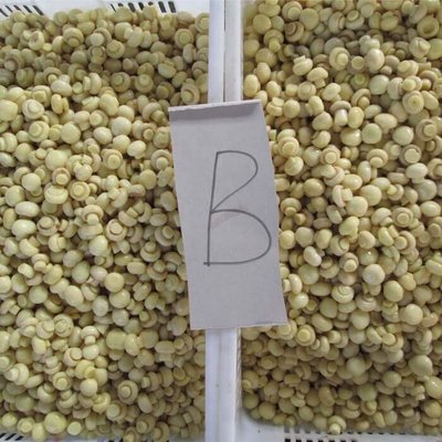 Factory Price Premium Fresh Drum Mushroom Whole in Brine (Size:3.5-5.0CM)