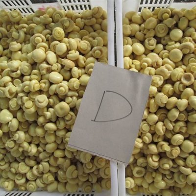 Factory Price Premium Fresh Drum Mushroom Whole in Brine (Size:3.5-5.0CM)