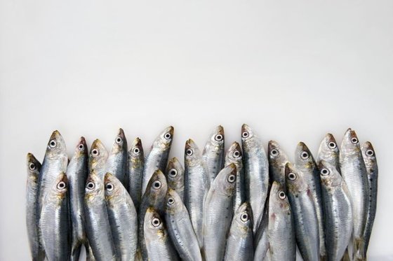 Factory Price Premium China Canned Sardines Fish in Brine