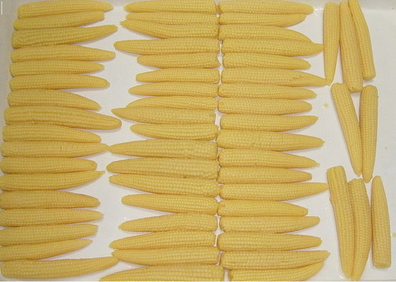 Factory Price China Fresh Superior Yellow Canned Baby Corn Whole in Brine A10