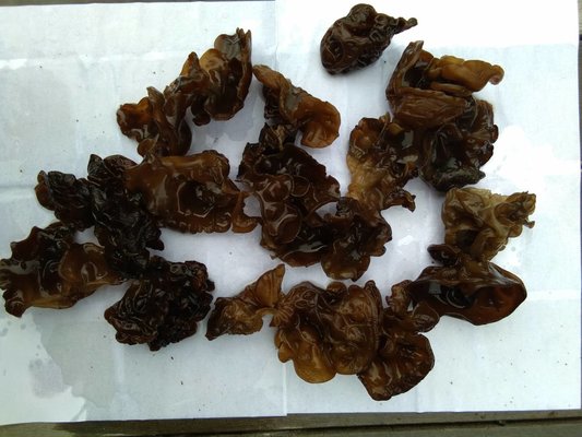 Factory Price Premium Dried Mushroom Black Fungus 2.5CM above