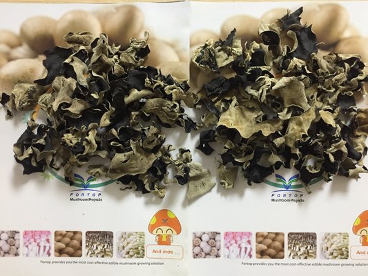 Factory Price Premium NEW CROP Dried Black Fungus within 5 CM (Auricularia Auricula)