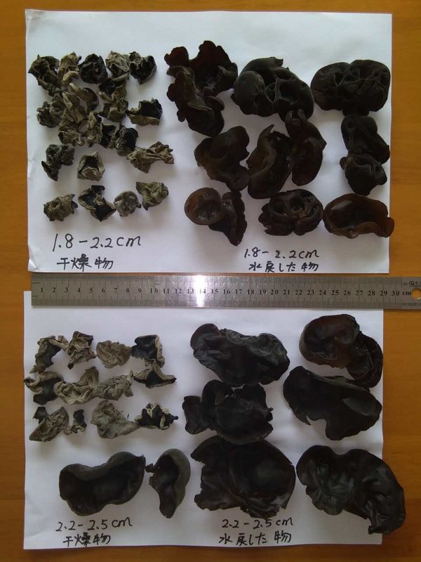 Factory Price High Quality Dried Black Fungus to Japan (Size:1.8CM -2.5CM)