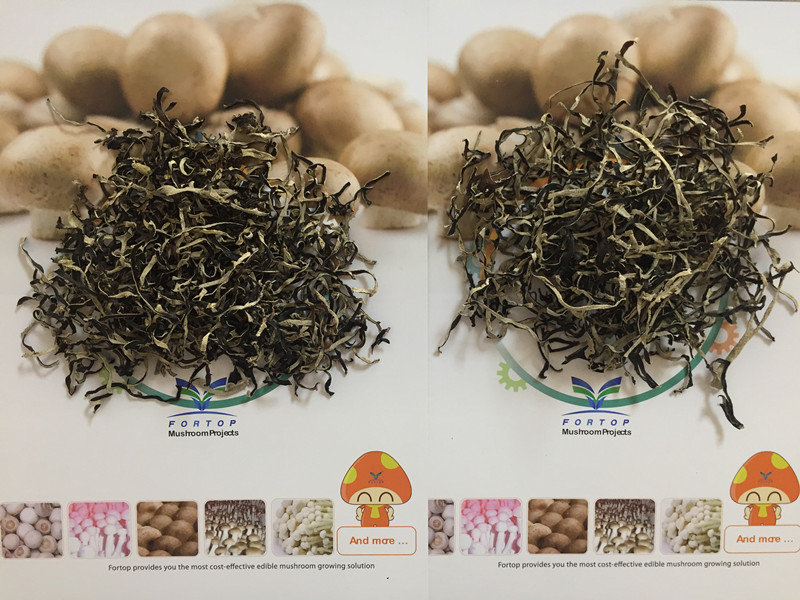 Factory Price Two Kinds of Dried White Back Black Fungus Mushroom Slices