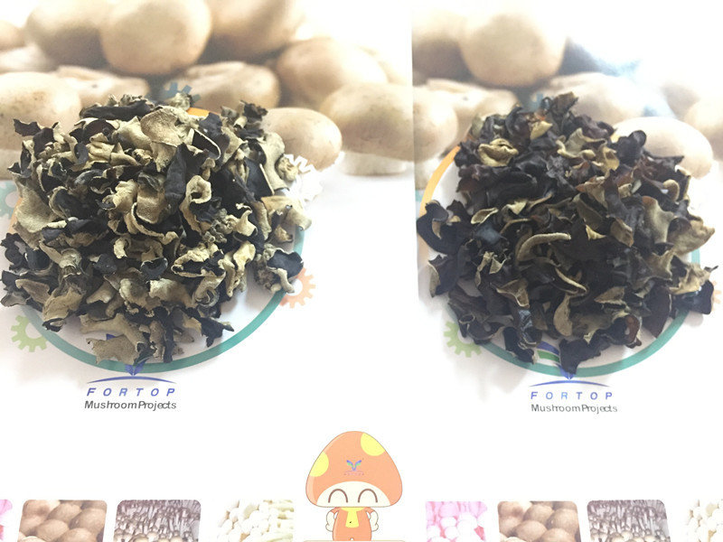 Factory Price Two Kinds of Dried White Back Black Fungus Mushroom Dices (Cubes)