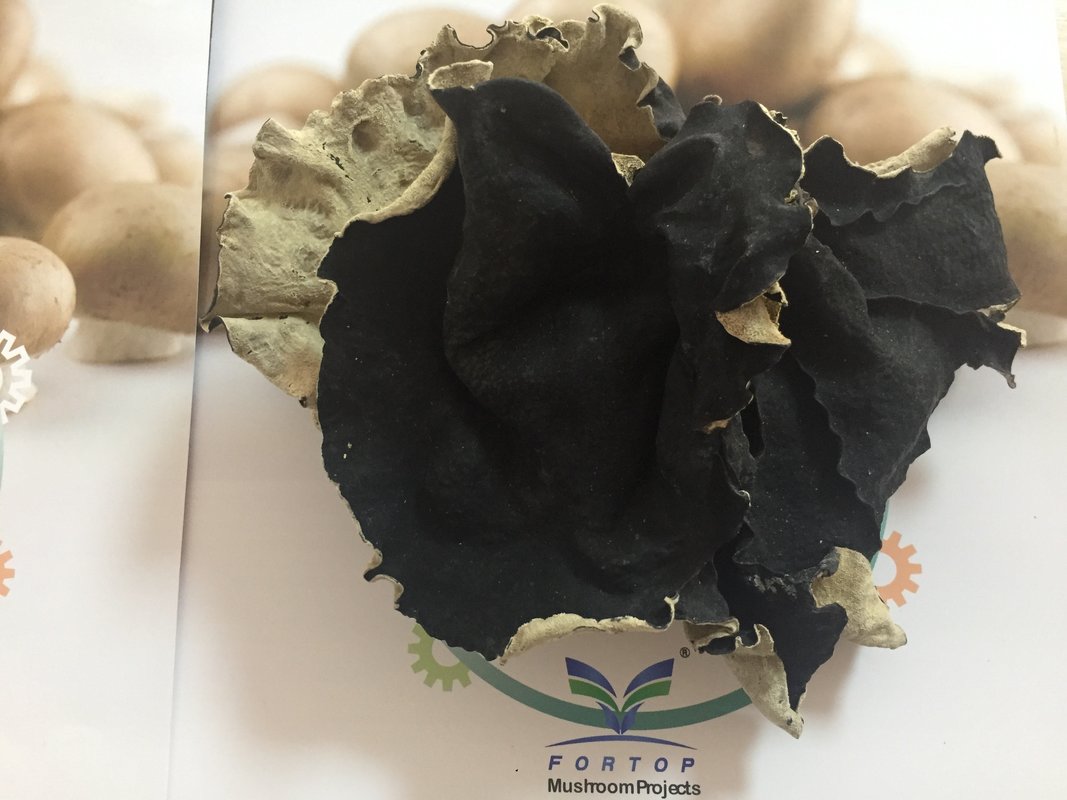 Factory Price Thick Dried White Back Black Fungus Mushroom Whole (5CM ABOVE) Wood Ear