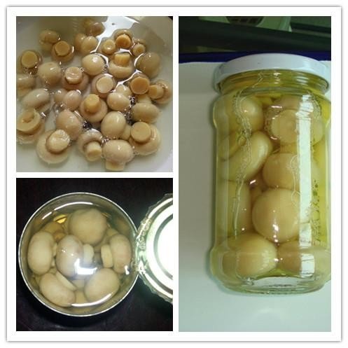 Factory Price Premium Brined Canned Buttom Mushroom Whole in Tin/In Glass Jar