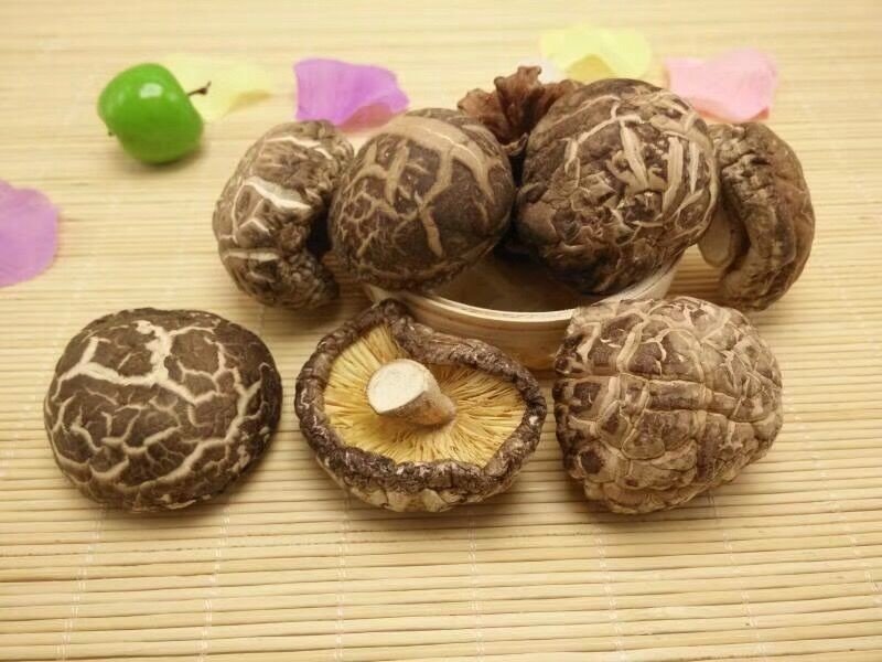 Factory Price Premium Thick  Dried Tea Flower Mushroom Shiitake Whole 4-6CM