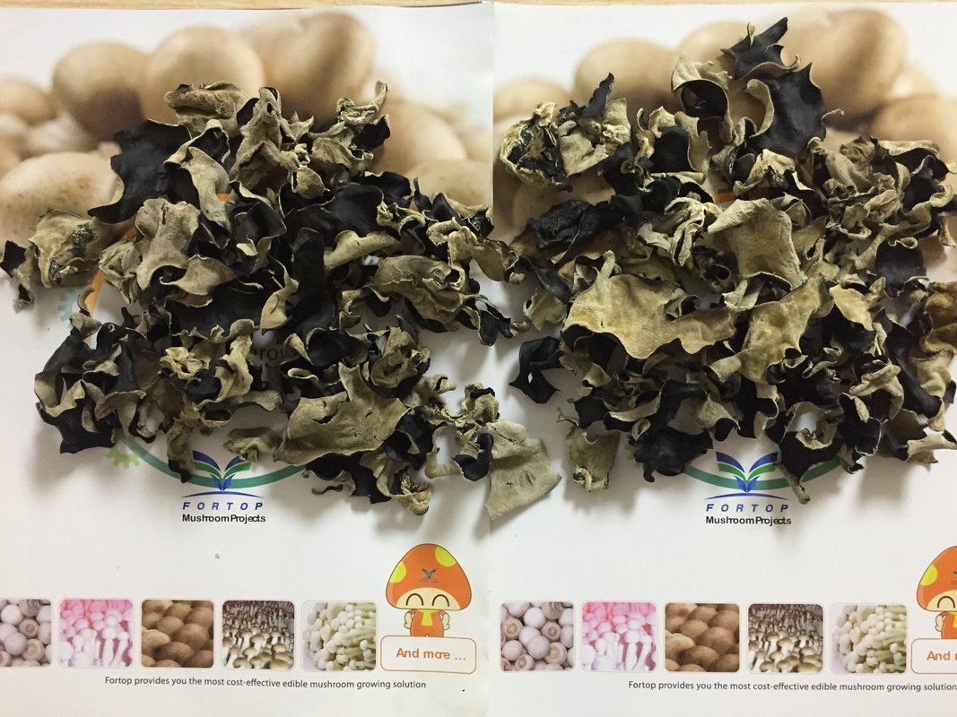 Factory Price Premium NEW CROP Washed Dried White Back Black Fungus within 5 CM