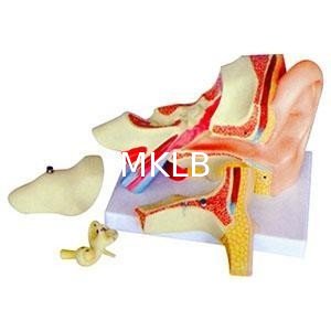 Human Anatomical Model-Ear