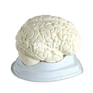 Human Anatomical Model-Brain Model