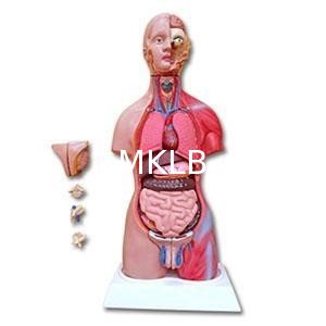 Human Torso model