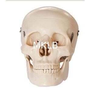 Human Skeleton Model-Natural large skull model